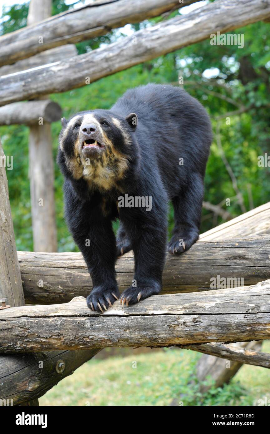 Spectacled bear claws hi-res stock photography and images - Alamy
