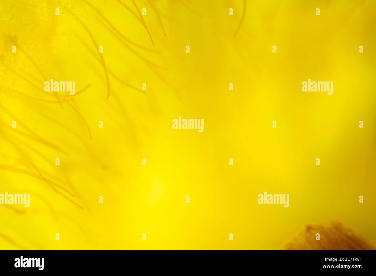 flower pistil ultra macro close up natural background texture Stock ...