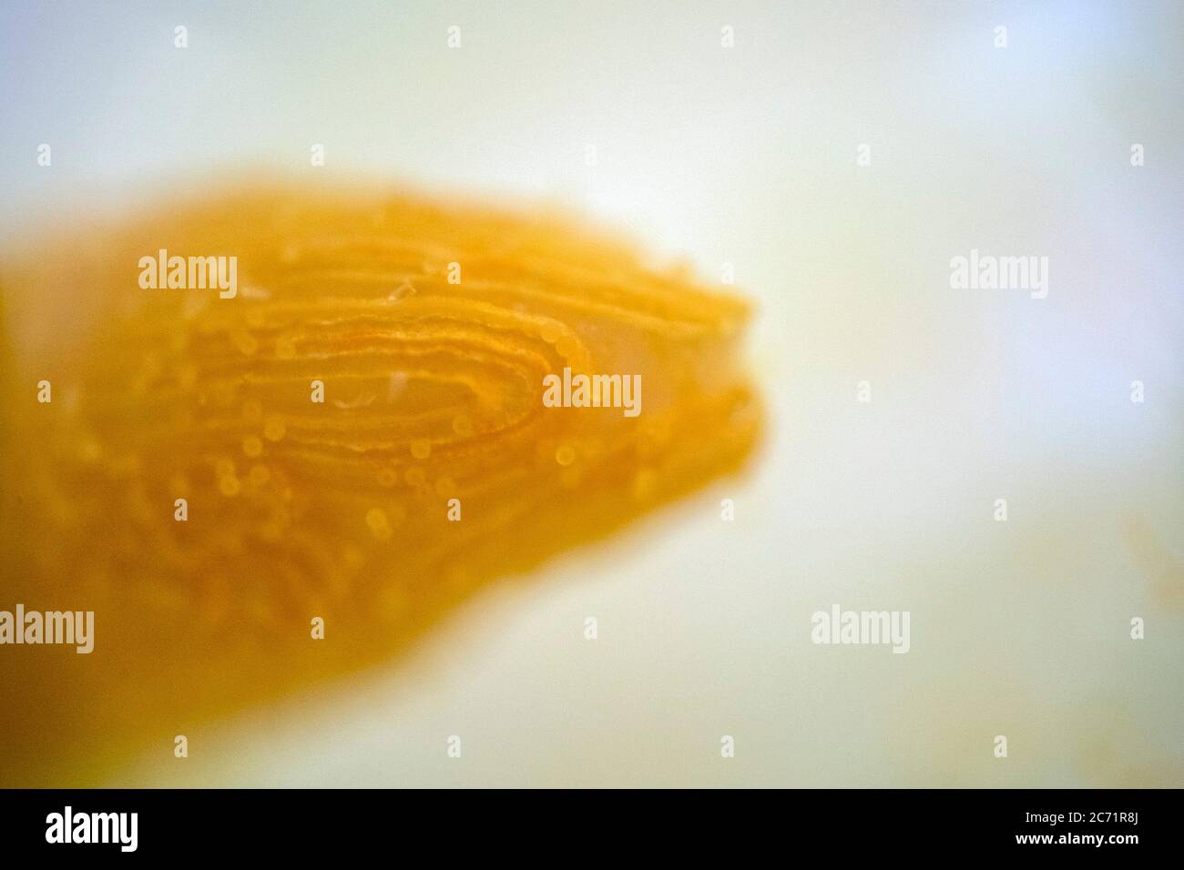 Flower petal microscope hi-res stock photography and images - Alamy