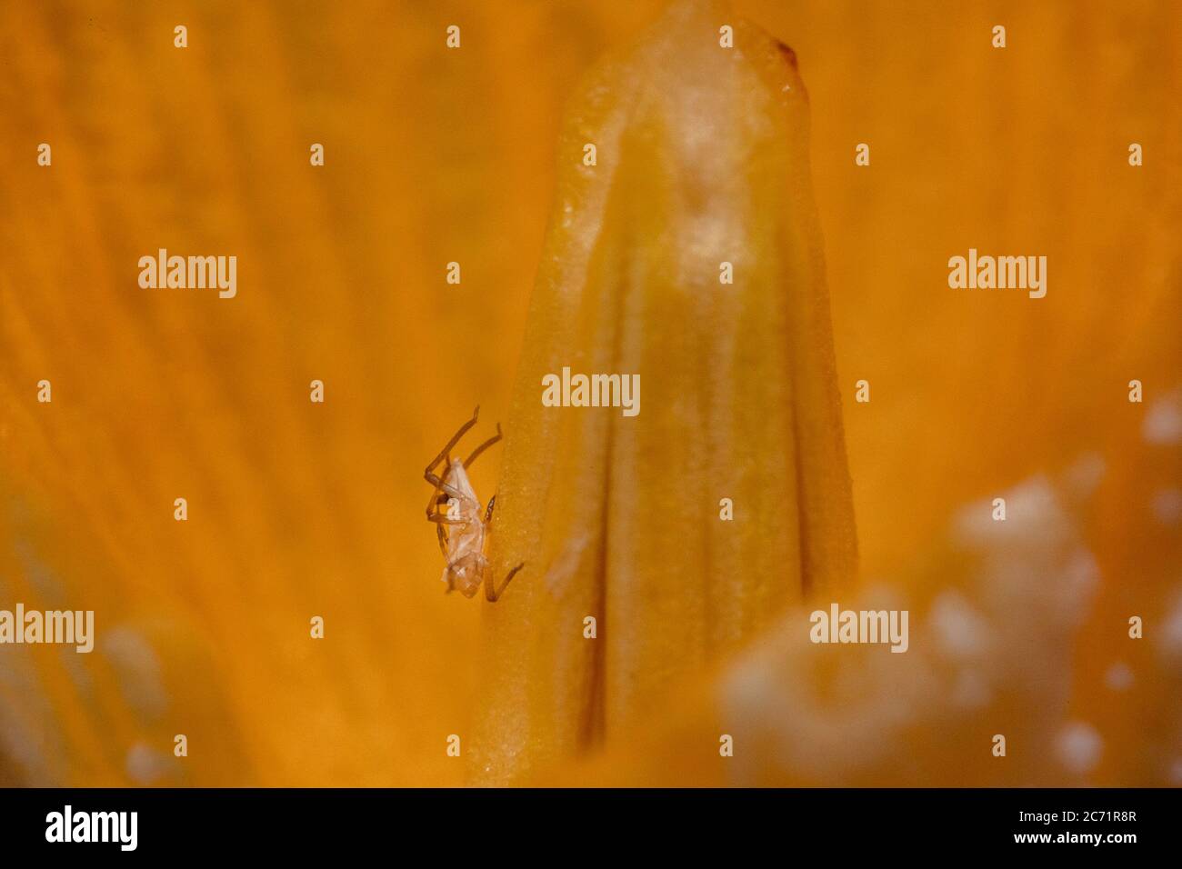Flower petal microscope hi-res stock photography and images - Alamy