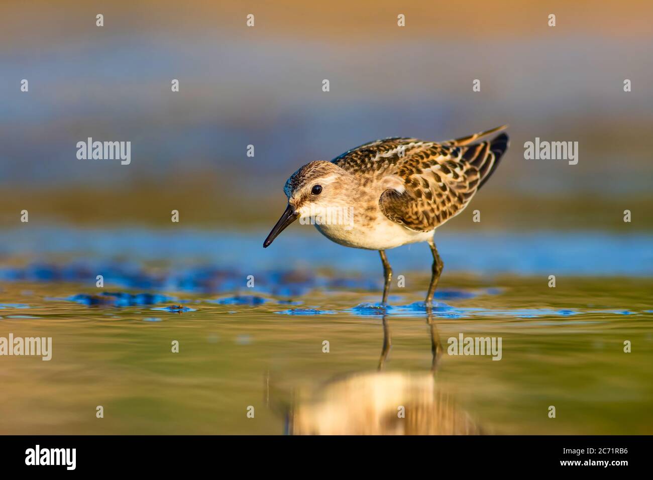 Cute little water bird. Brown nature background. Bird: Little Stint ...
