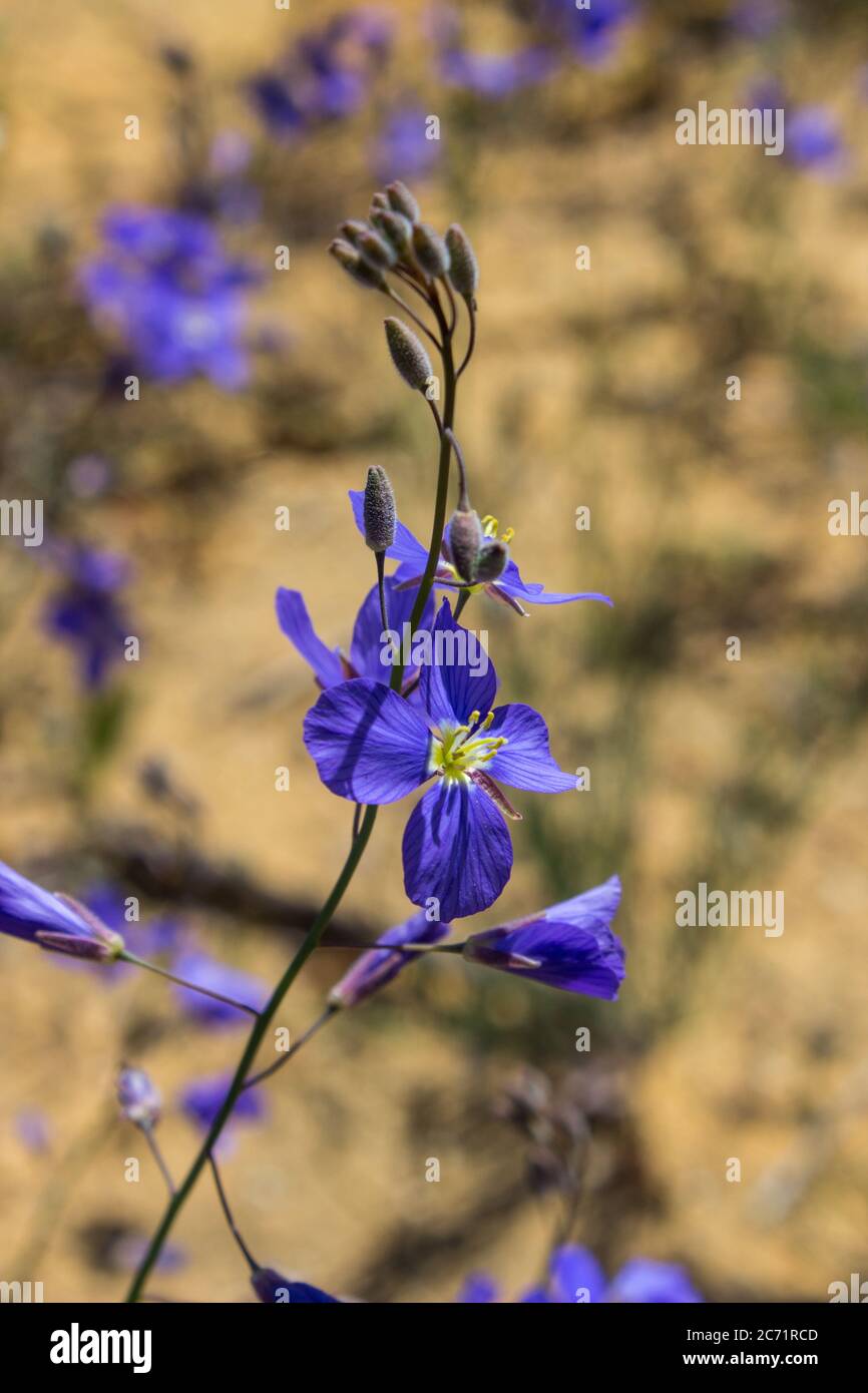 Heliophila africana hi-res stock photography and images - Alamy