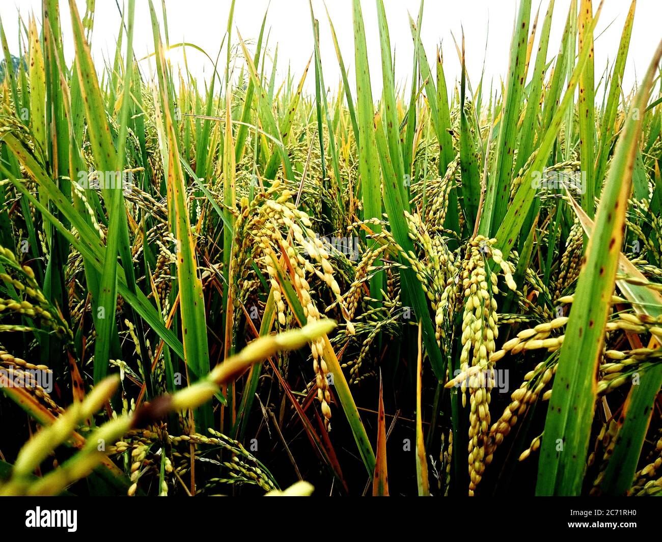 Cultivation of Paddy - Agriculture Stock Photo - Alamy