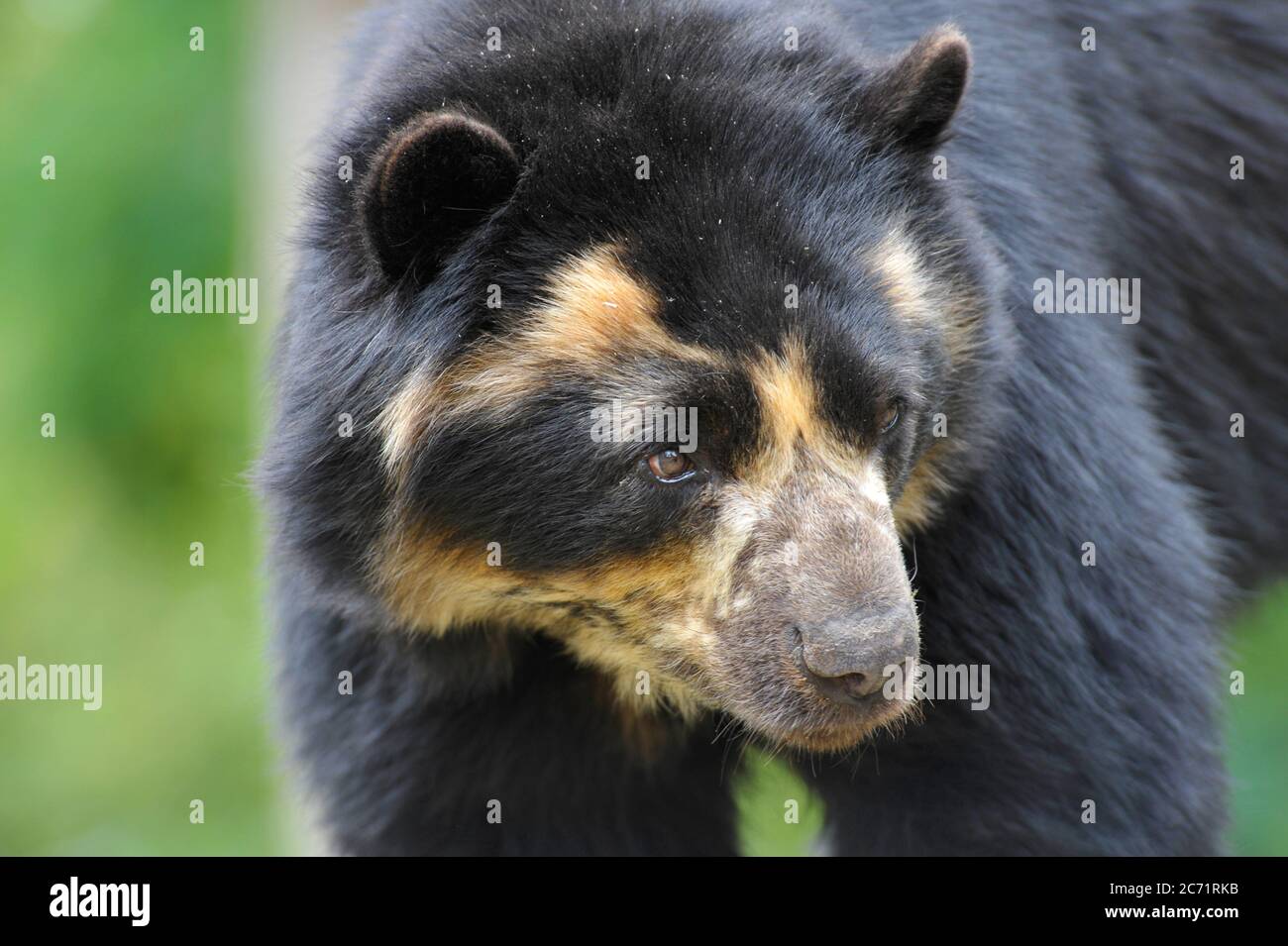 Ukumari biopark hi-res stock photography and images - Alamy