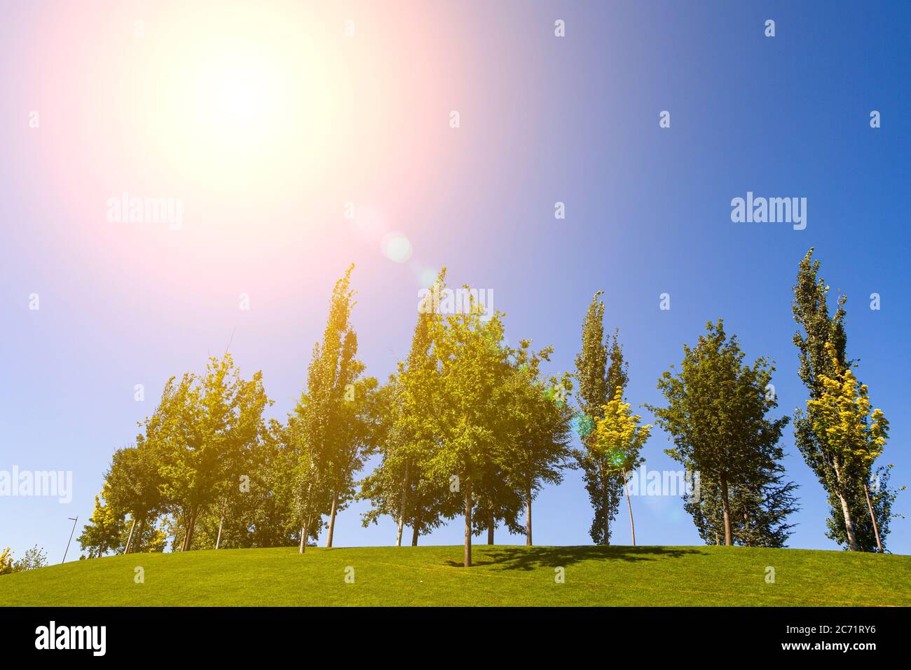 Trees against the sky. Beautiful summer landscape in the park. Green ...
