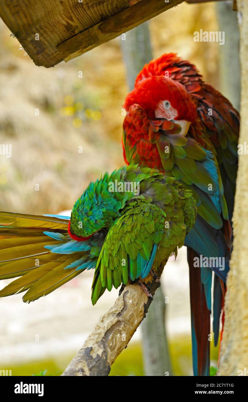 Psittacidae family hi-res stock photography and images - Alamy