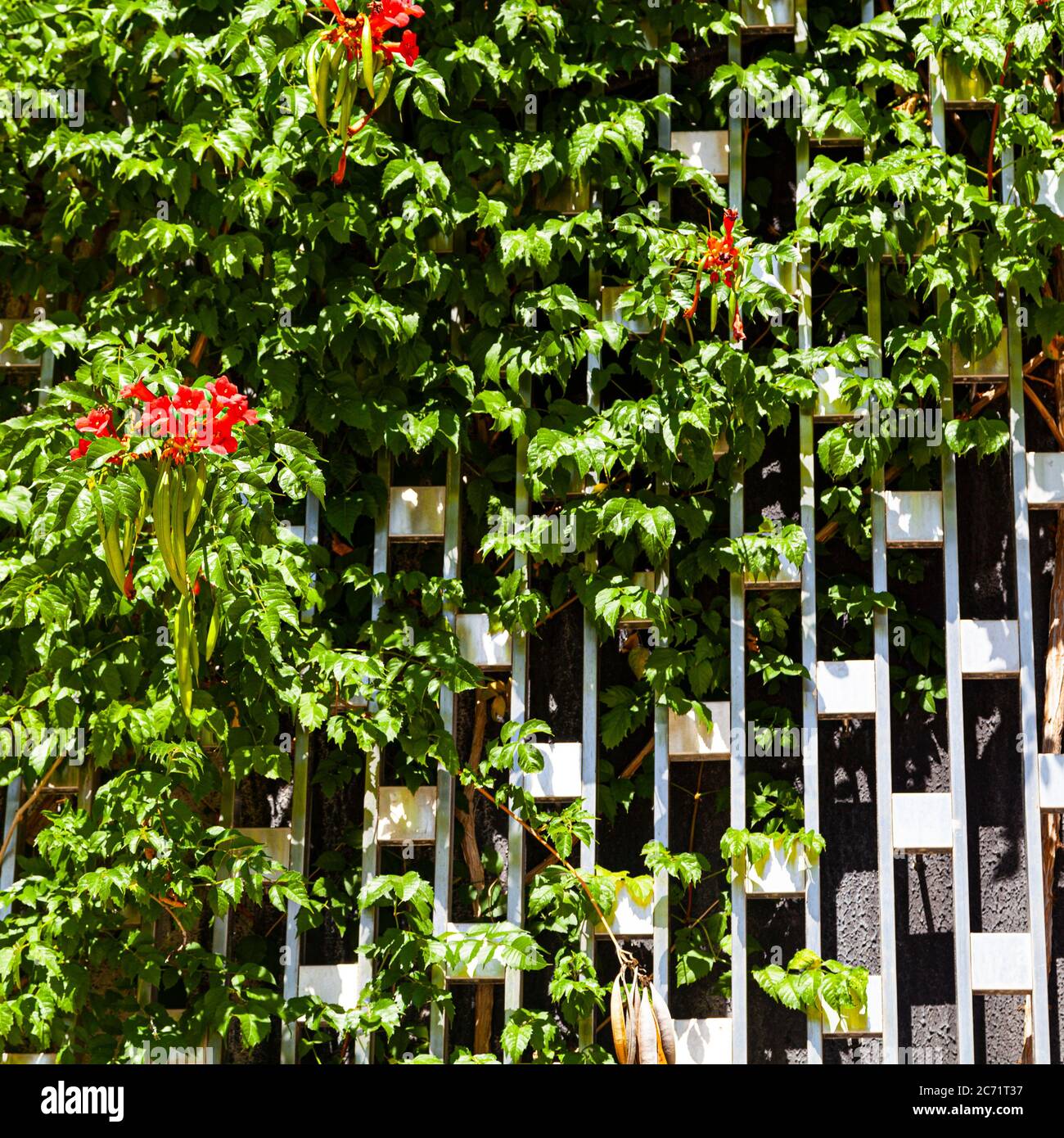 Climbing plant with flowers on the fence. Beautiful design in the park ...