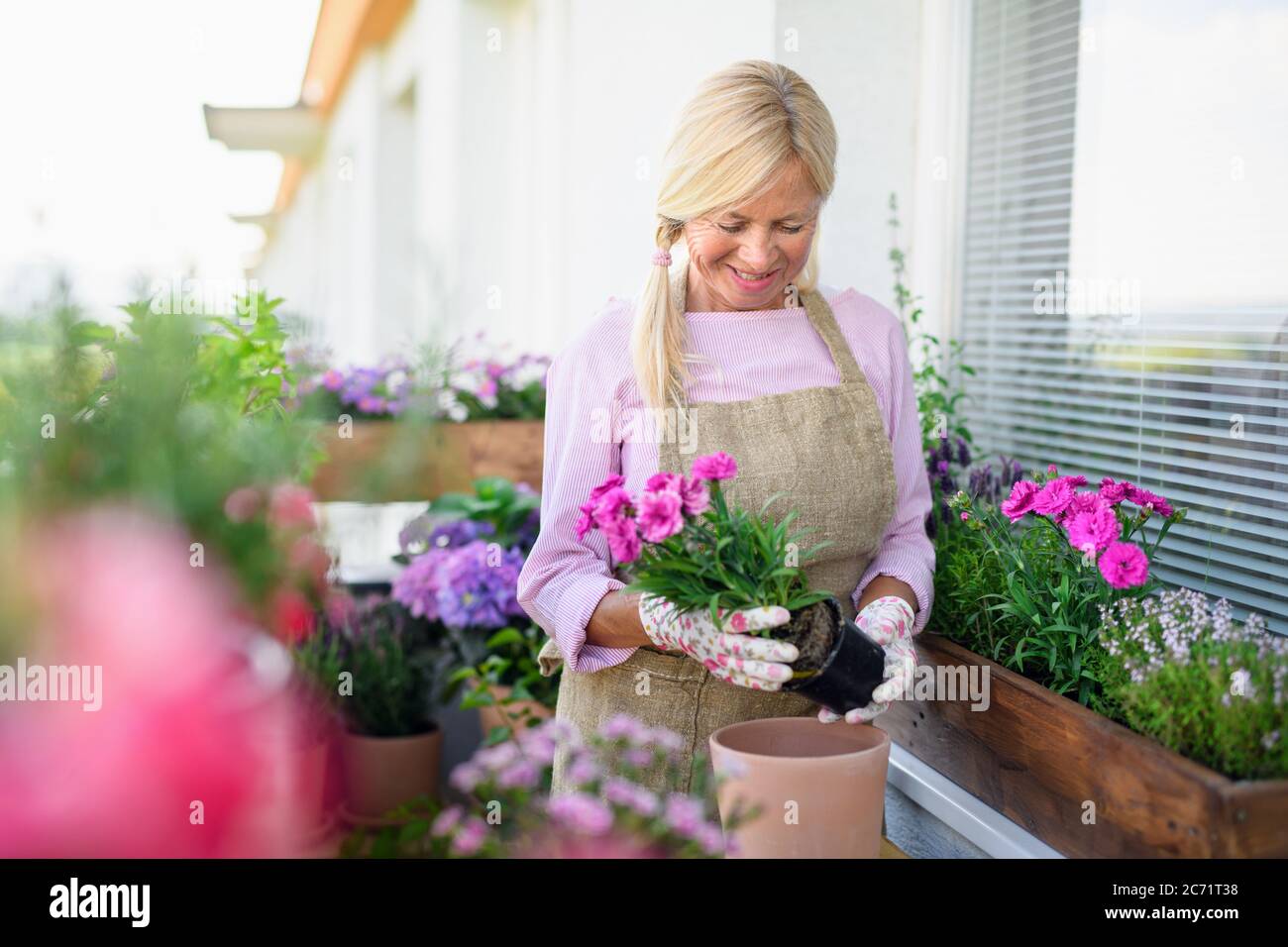 Senior woman gardening on balcony in summer, planting flowers Stock ...