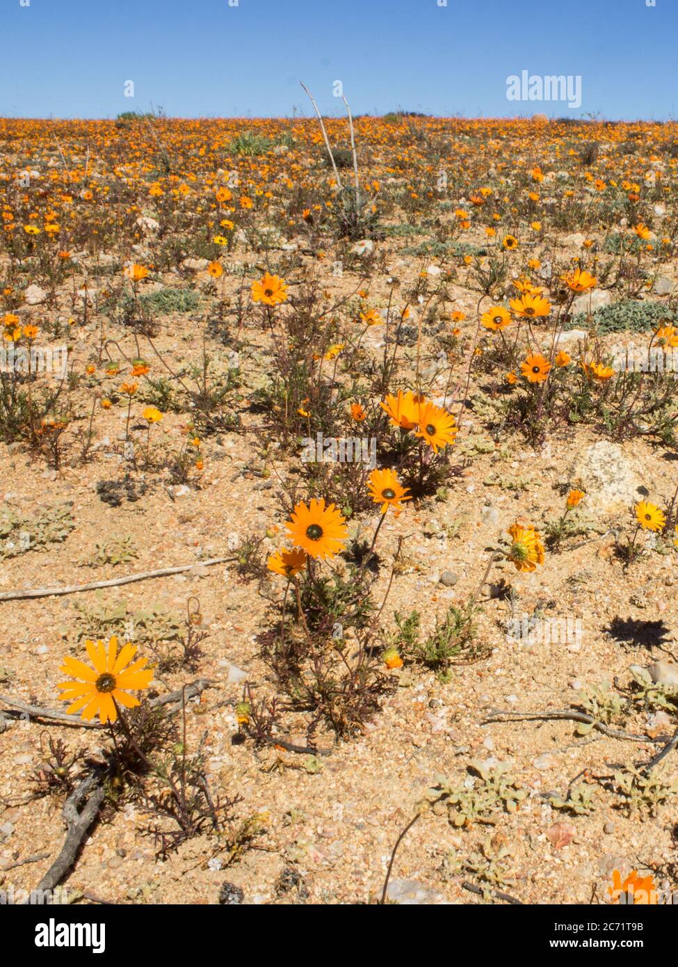 Namaqualand region hi-res stock photography and images - Alamy