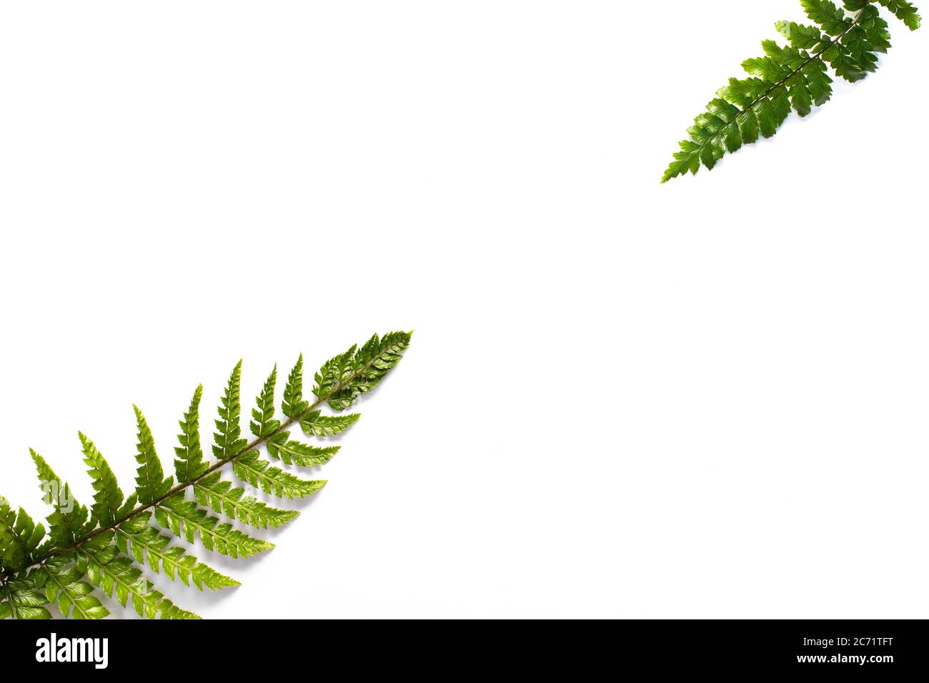 Fern on white background Stock Photo - Alamy