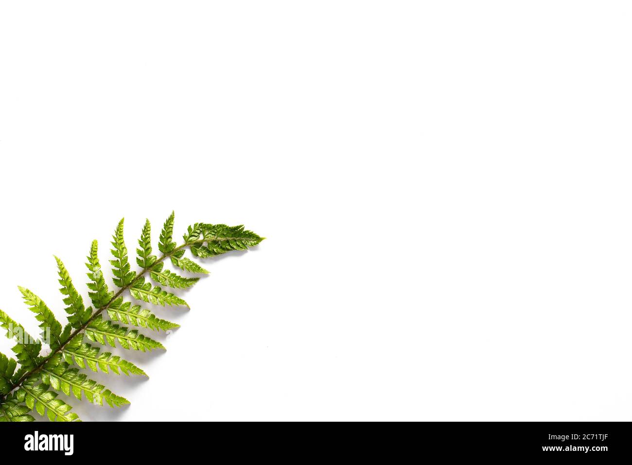 Fern on white background Stock Photo - Alamy