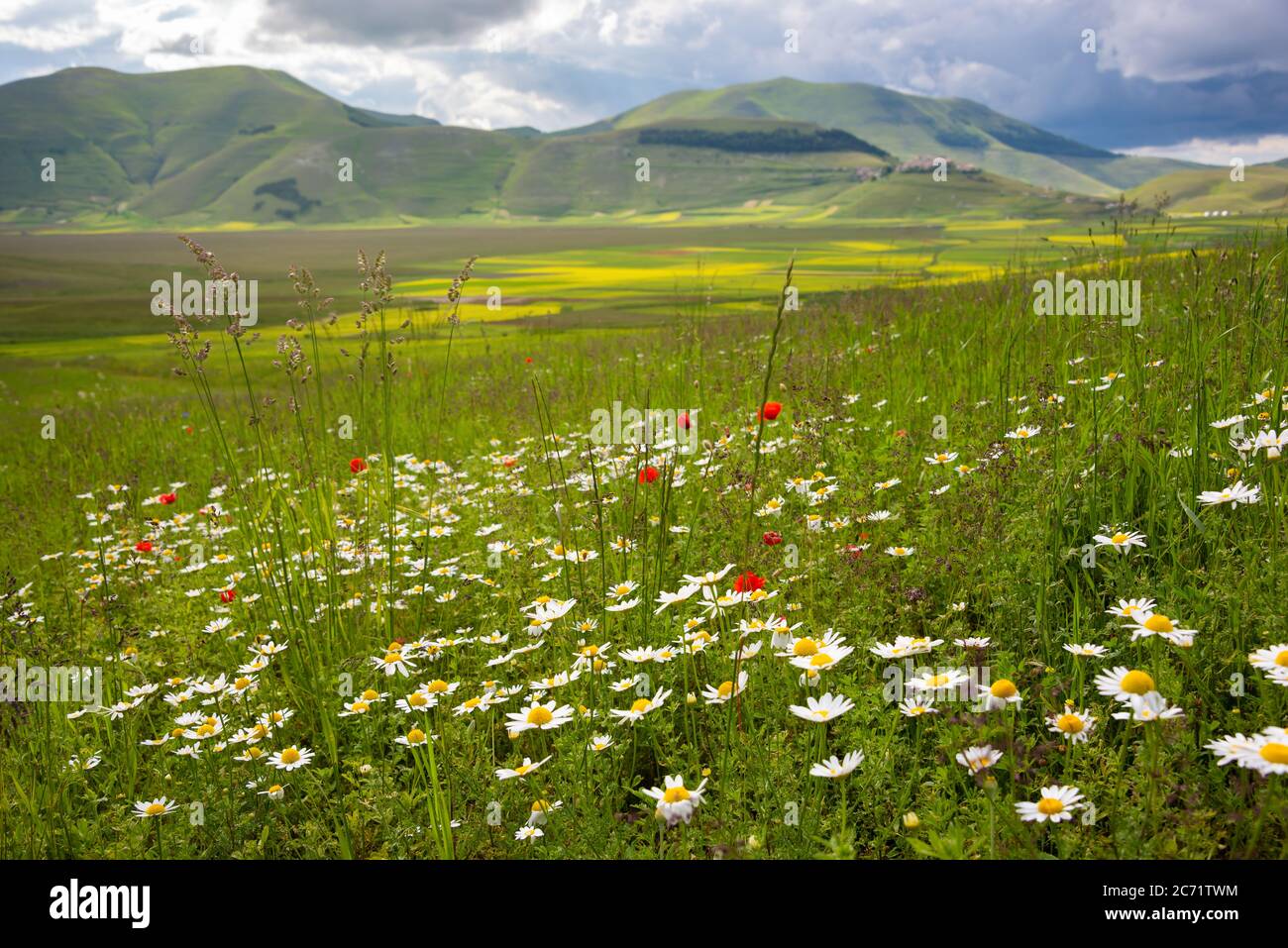 Field of wild flowers in summer Stock Photo - Alamy