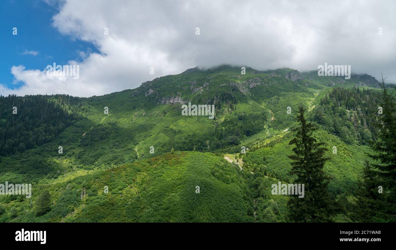 Green nature landscape of trees and forests in rural areas of Savsat ...