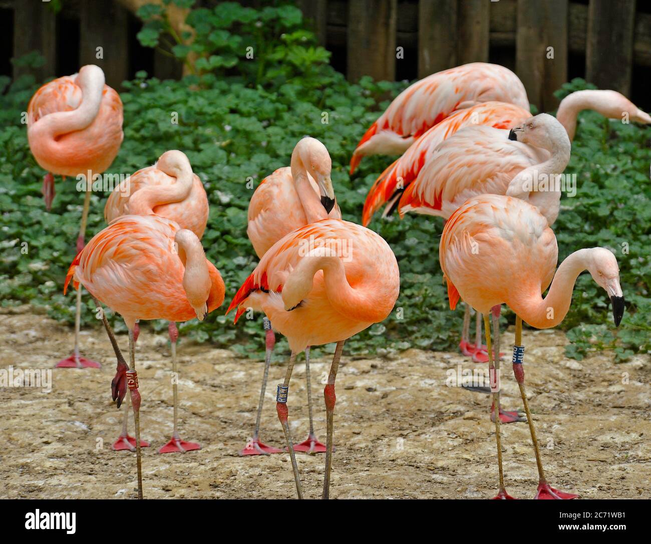 Tall birds with long legs hi-res stock photography and images - Alamy