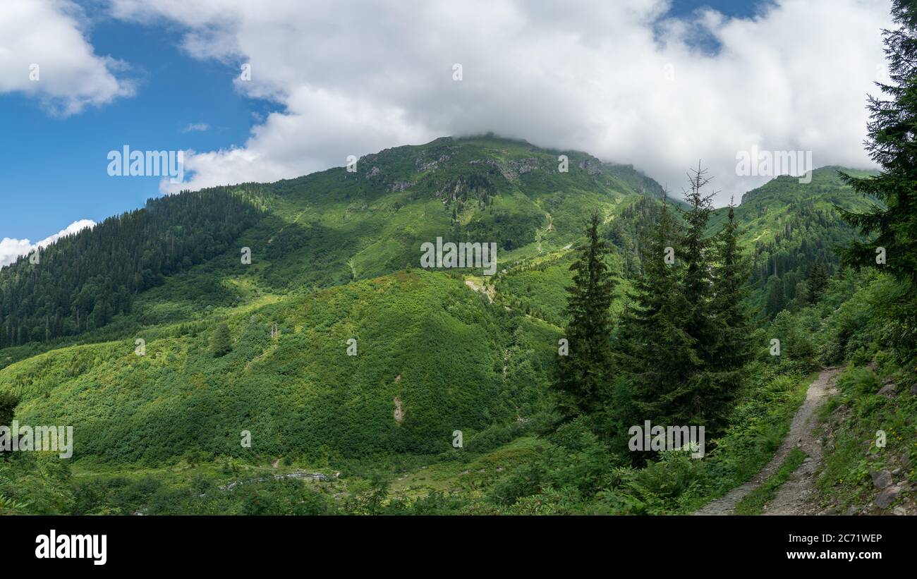 Green nature landscape of trees and forests in rural areas of Savsat ...