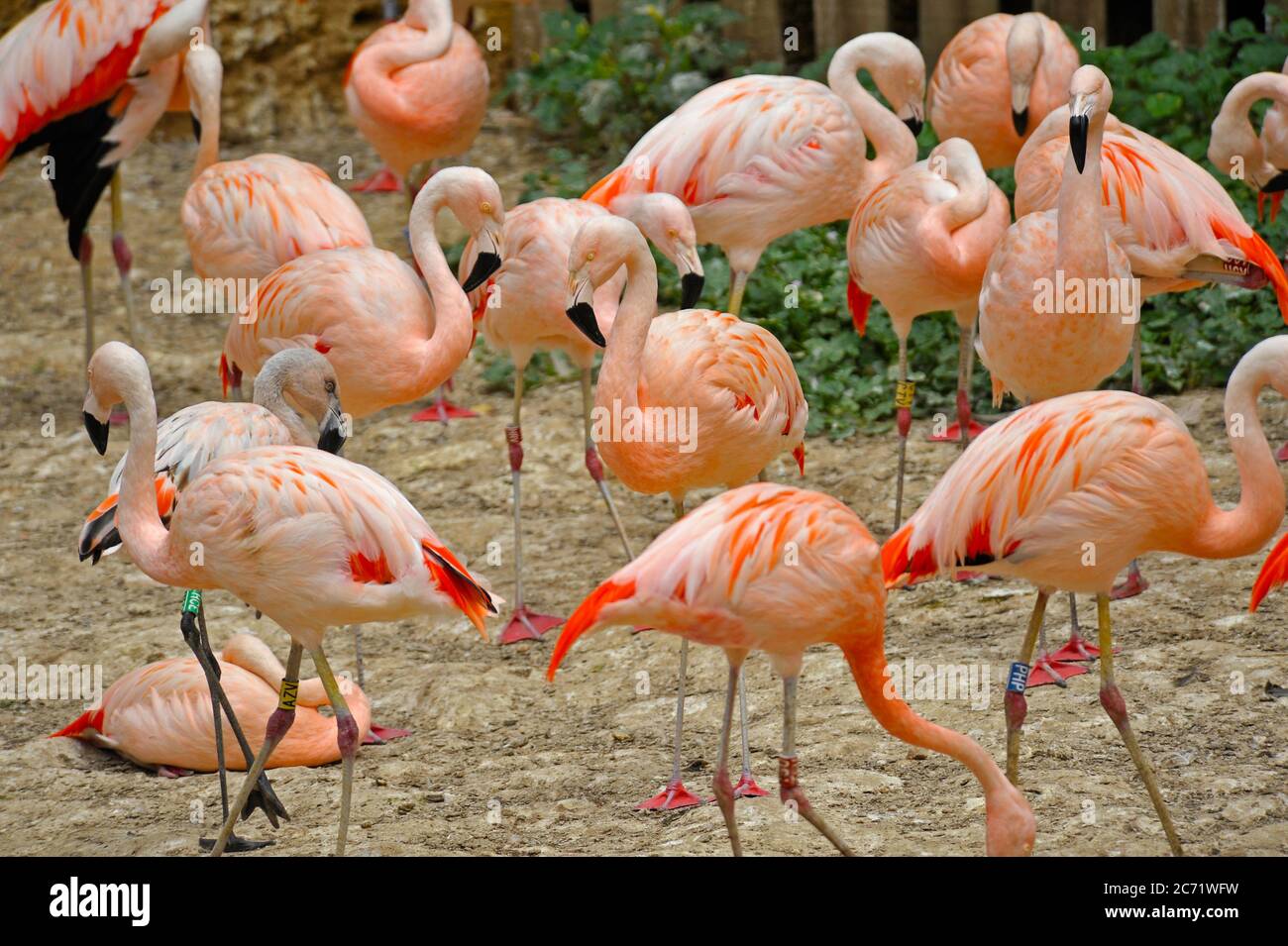 Pink flamingo bush hi-res stock photography and images - Alamy