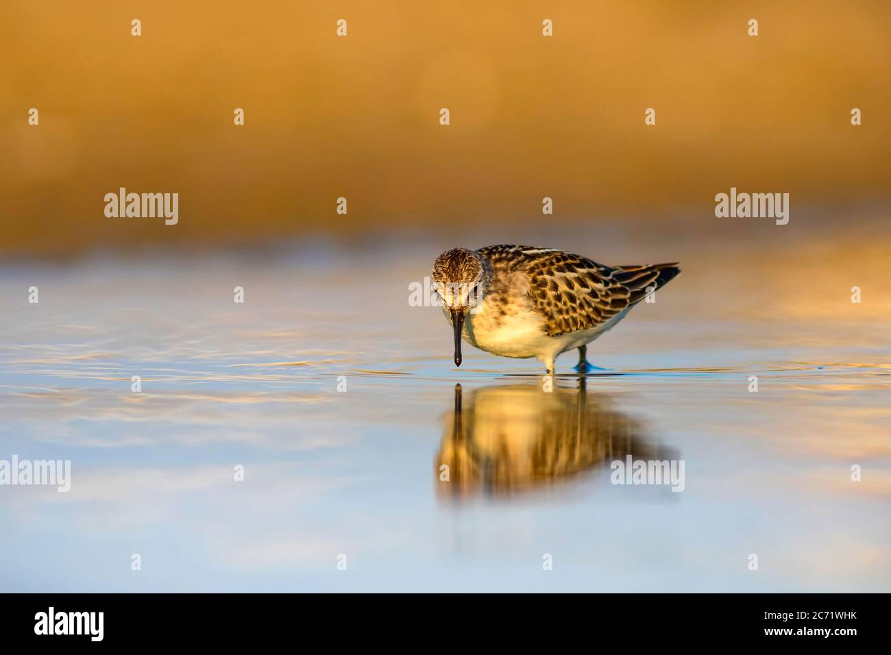 Cute water bird. Colorful nature background. Little Stint. Calidris ...