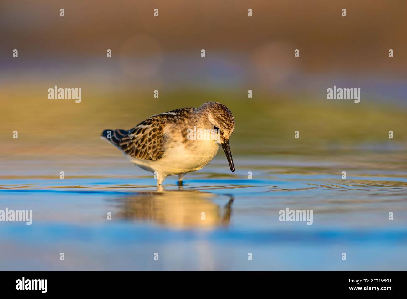 Cute water bird. Colorful nature background. Little Stint. Calidris ...