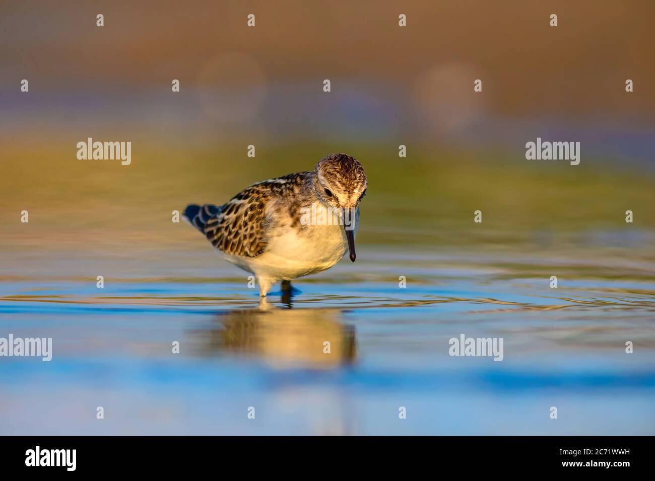 Cute water bird. Colorful nature background. Little Stint. Calidris ...