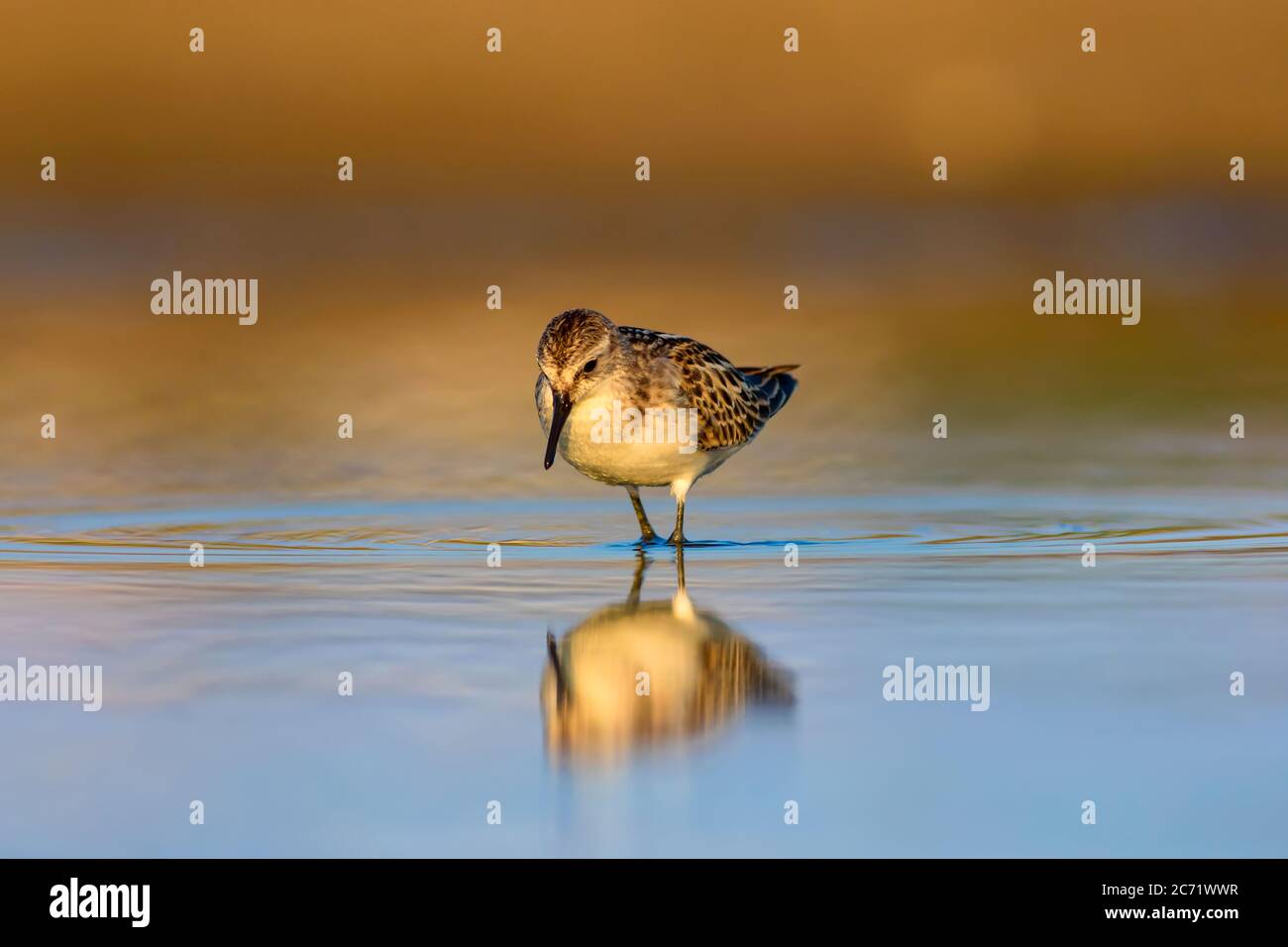 Cute water bird. Colorful nature background. Little Stint. Calidris ...