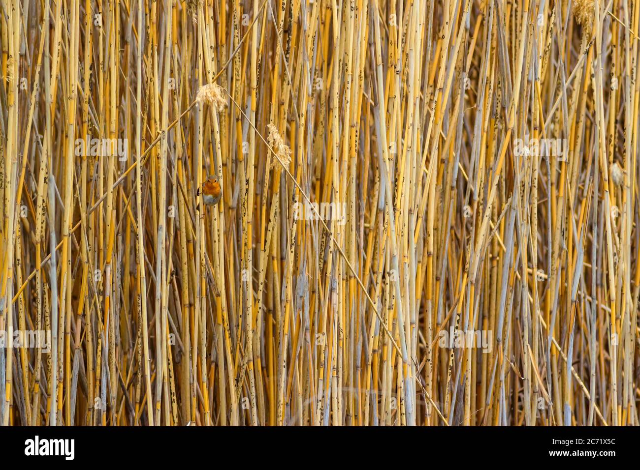 Cute bird Robin. Yellow reeds background. Bird: European Robin ...