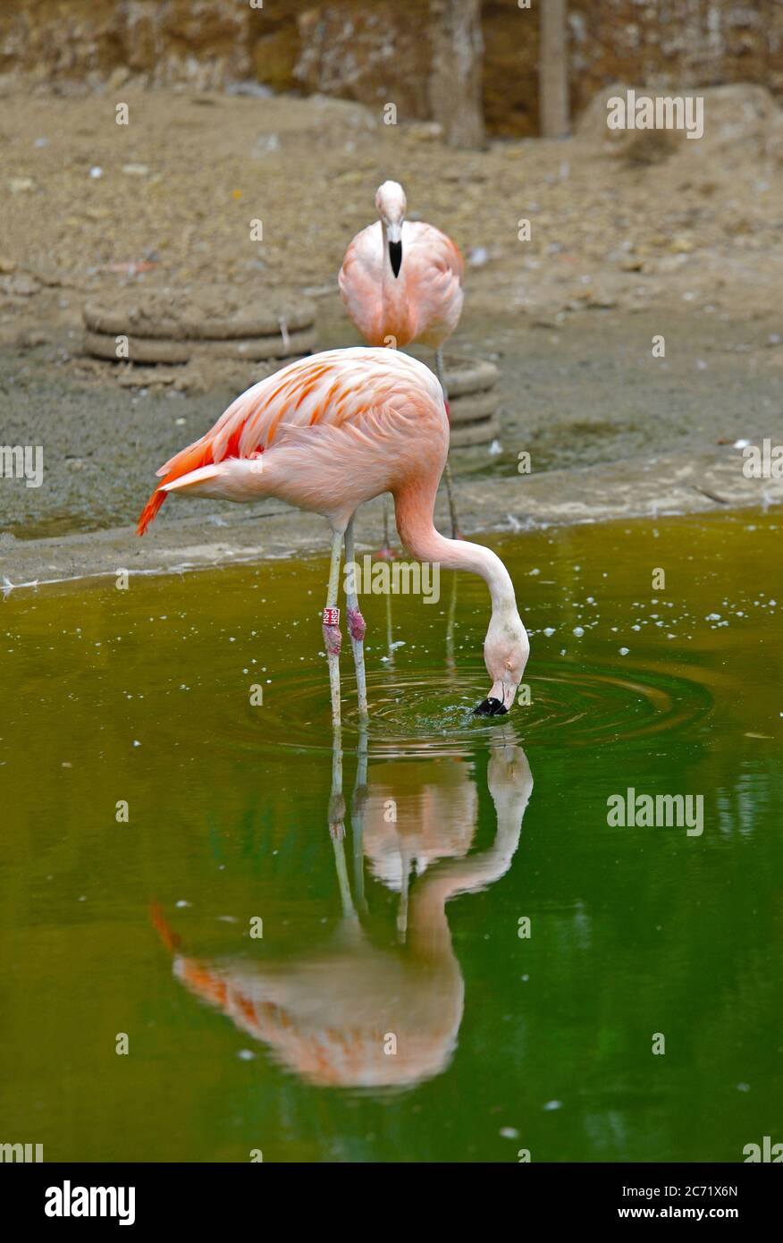Splashing flamingo hi-res stock photography and images - Alamy