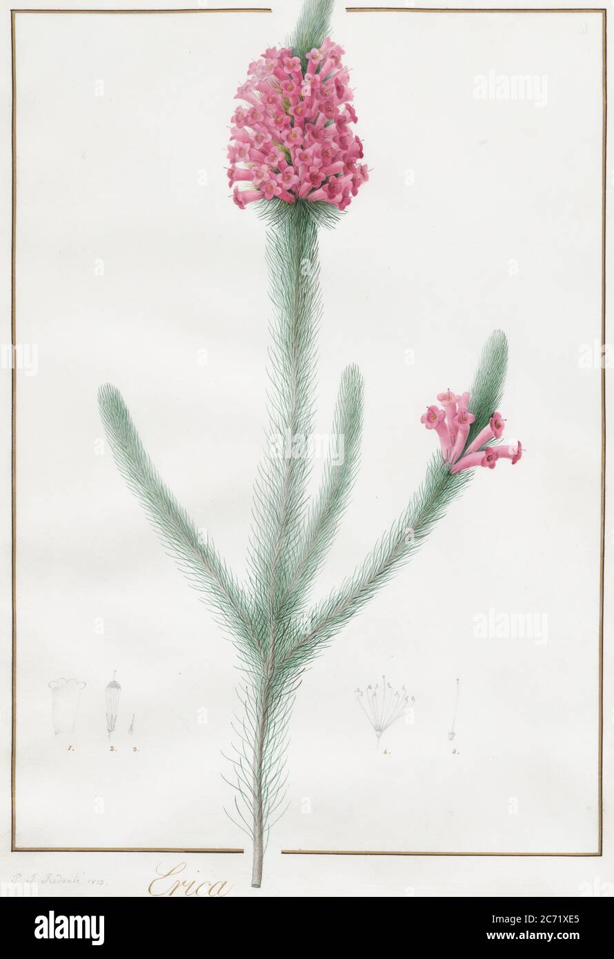 Erica flower drawing hi-res stock photography and images - Alamy