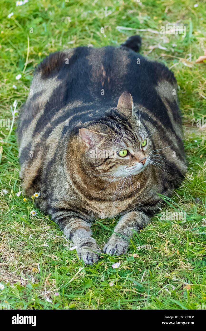 Funny Pics Of Fat Cats With Captions