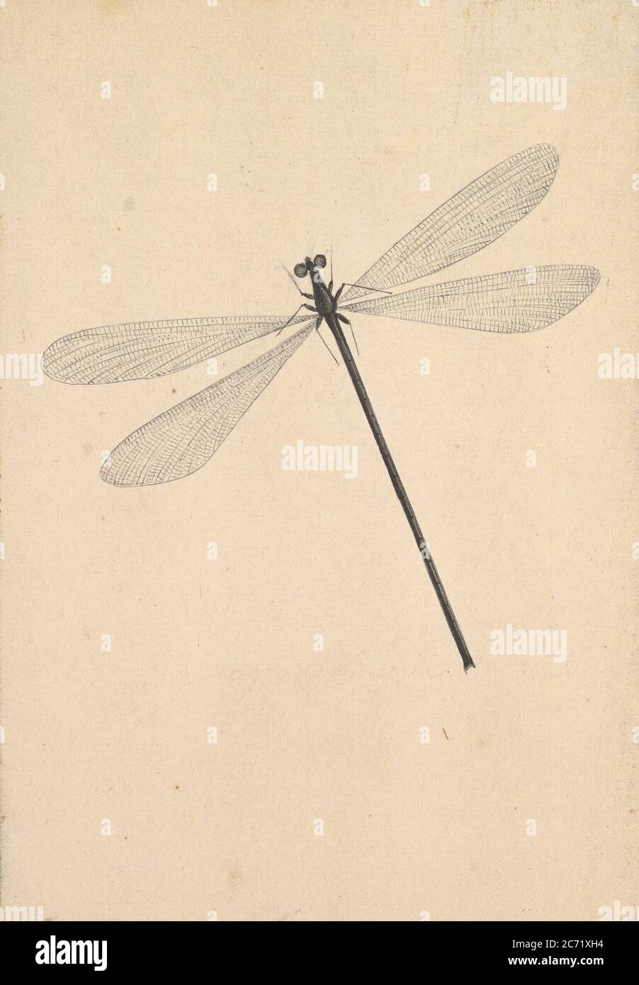 A Dragonfly, early 18th-mid 18th century Stock Photo - Alamy