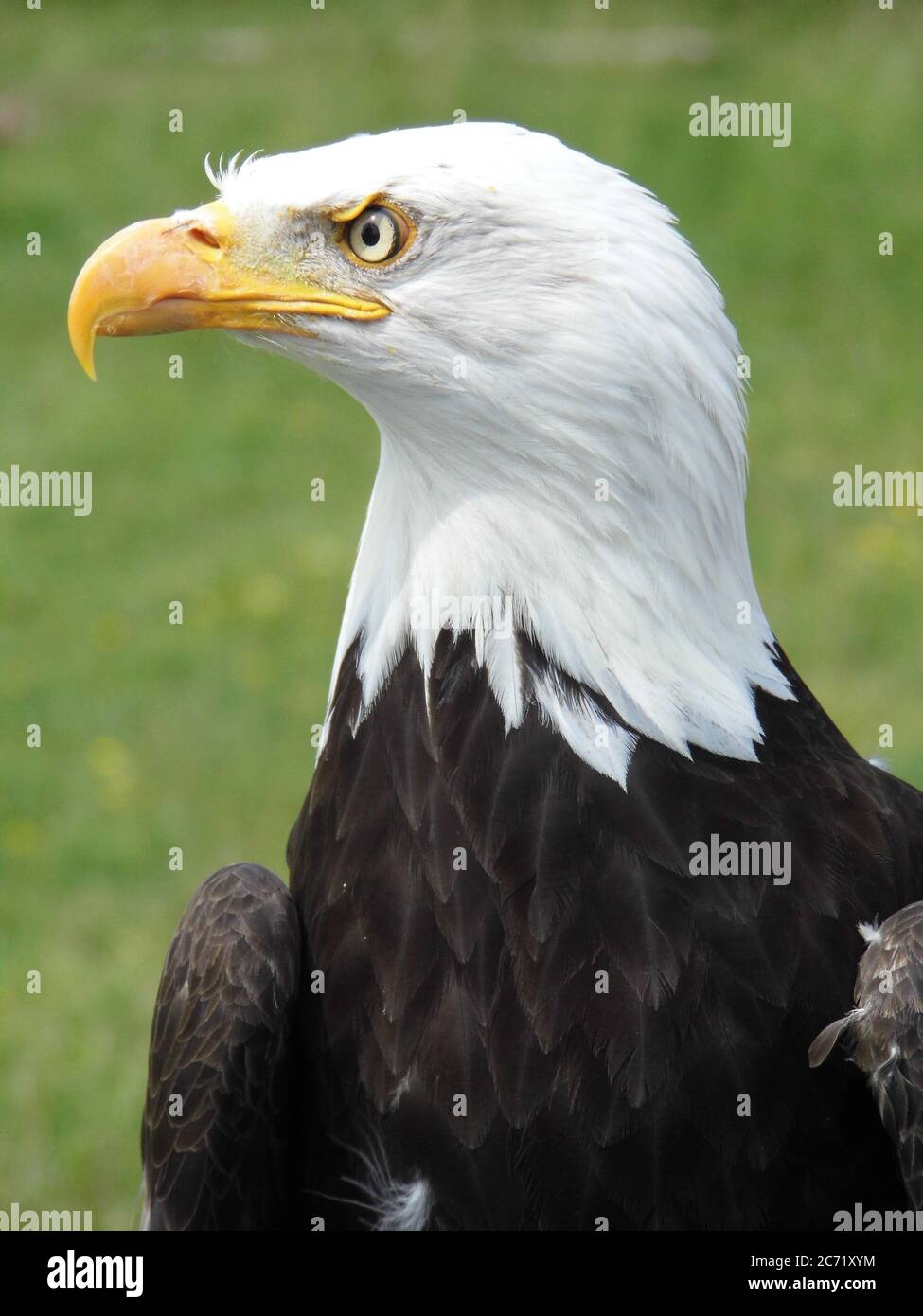 Bald eagle staring into the distance at the Hawk Conservancy Centre ...