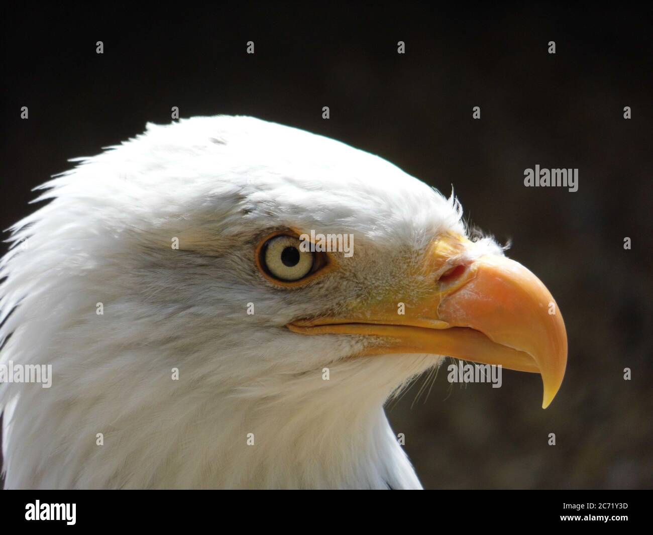 Eagle eyesight hi-res stock photography and images - Alamy