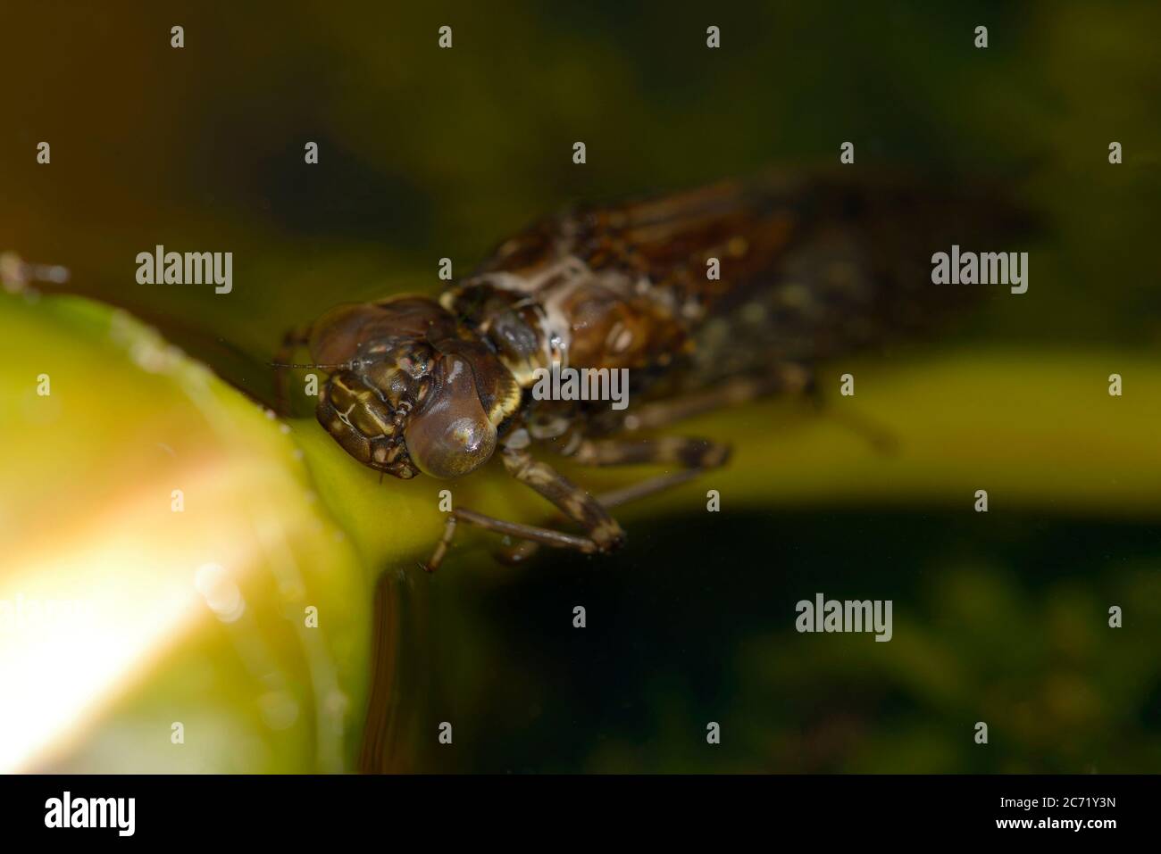 Dragonfly larva underwater hi-res stock photography and images - Alamy