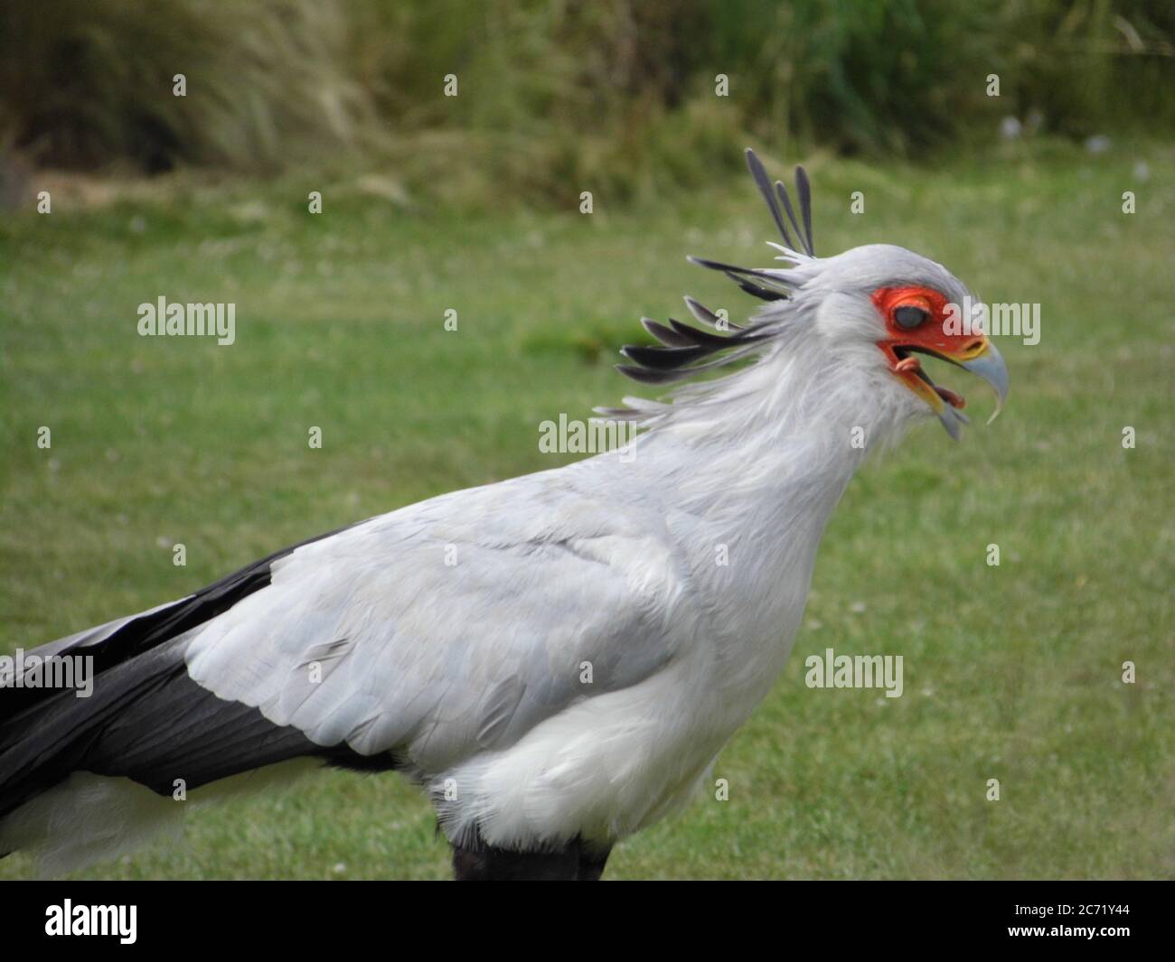Secretary bird snake hi-res stock photography and images - Alamy