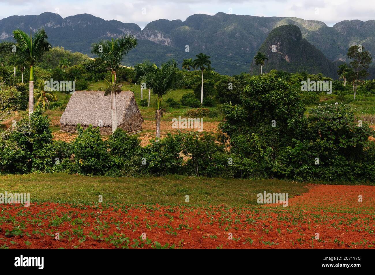 Cuban jungle hi-res stock photography and images - Alamy