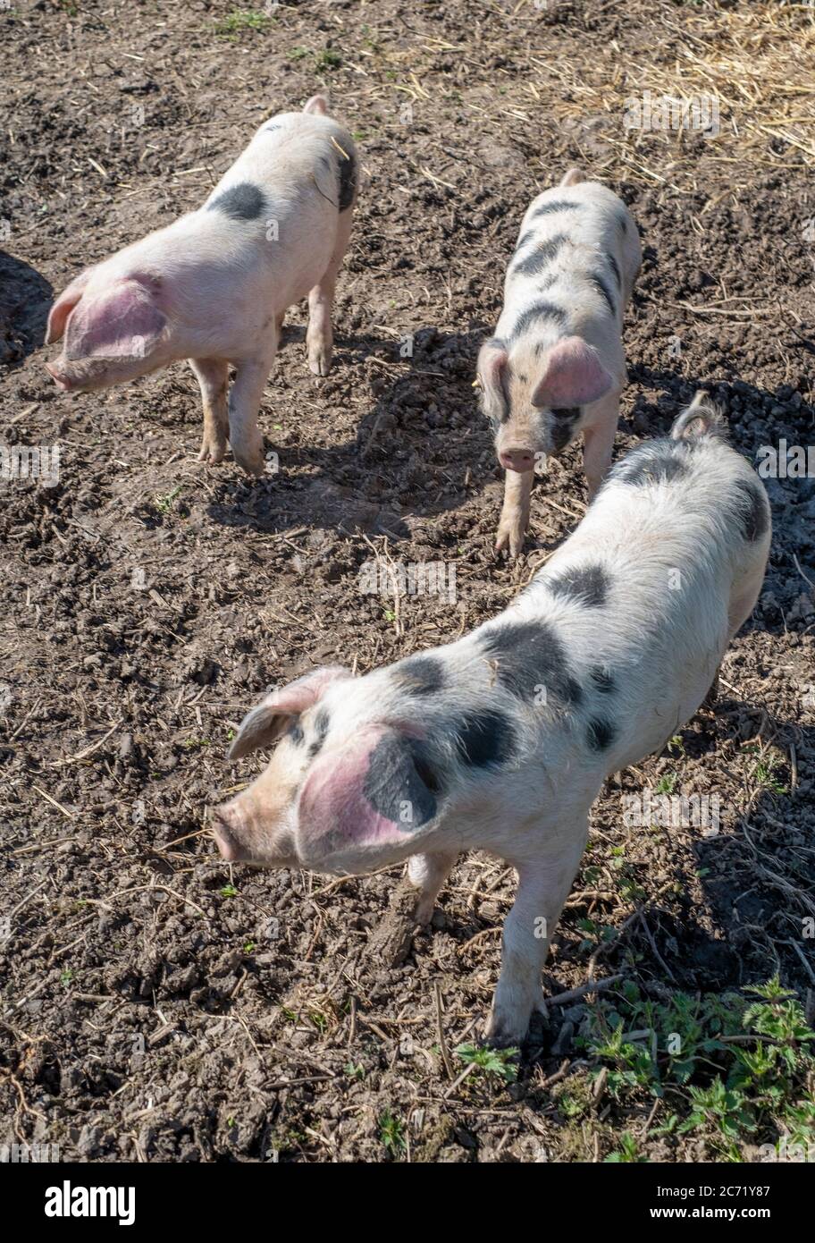 Old spot pigs hi-res stock photography and images - Alamy