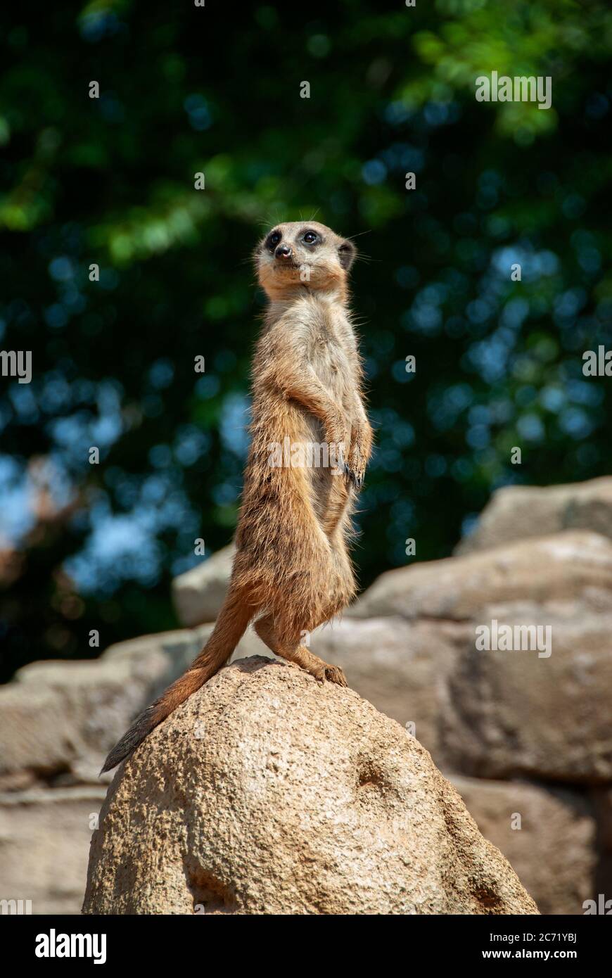 Sentinel standing hi-res stock photography and images - Alamy