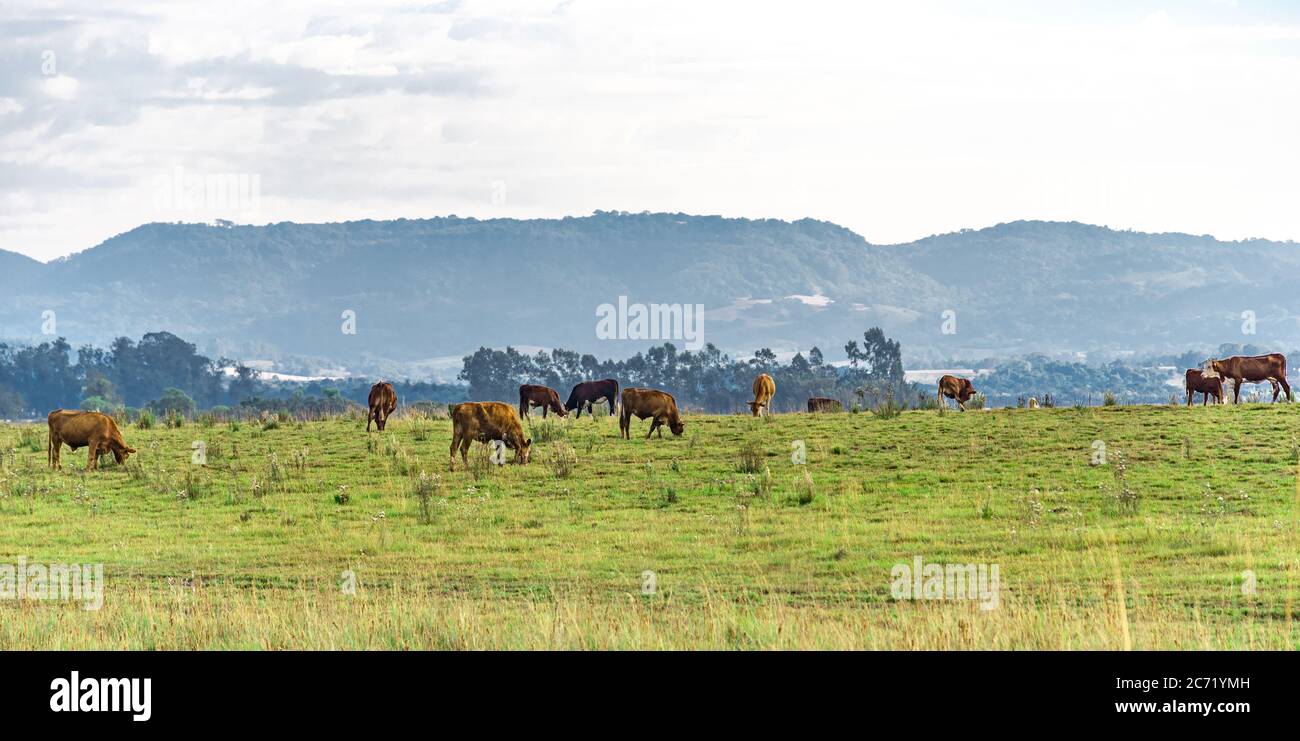 Oxen and cows on a farm in Brazil. Farm animals. Rural landscape and ...