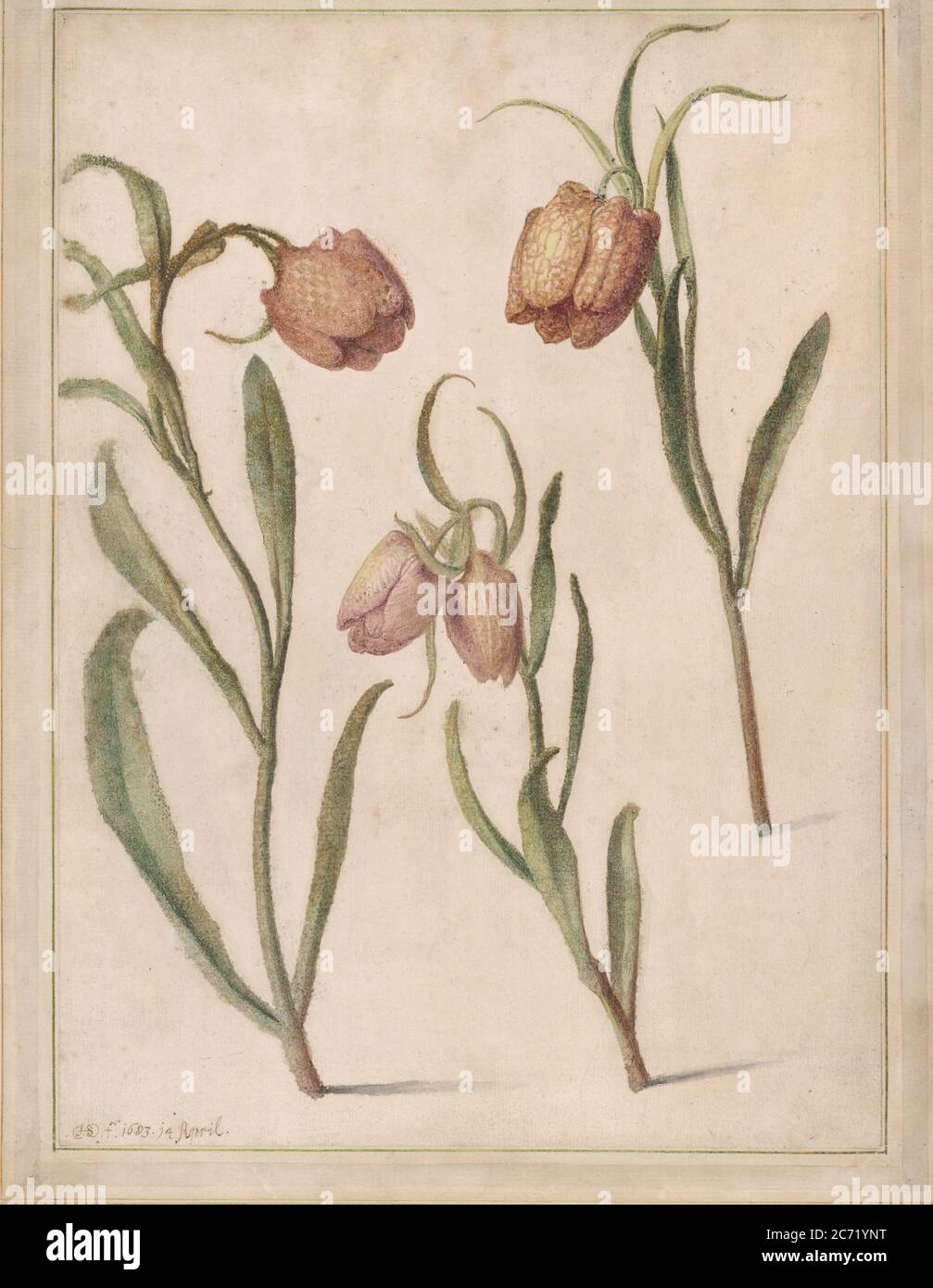 Three fritillary flowers hi-res stock photography and images - Alamy