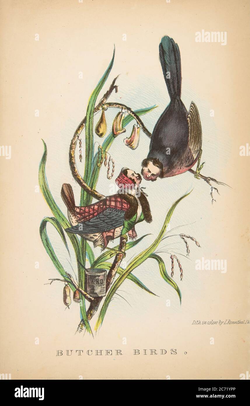 Butcher birds hi-res stock photography and images - Alamy