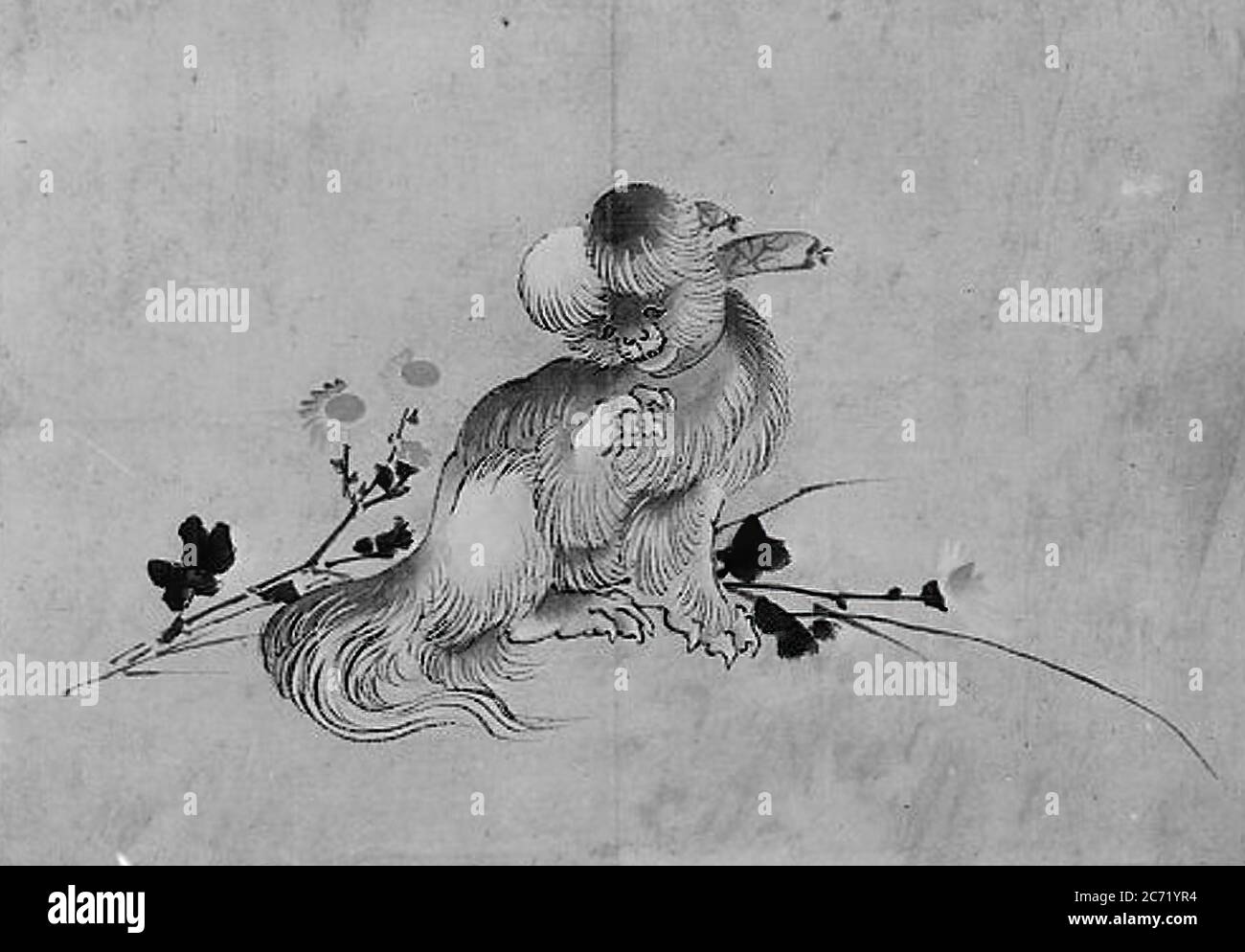 Pekingese 19th century hi-res stock photography and images - Alamy