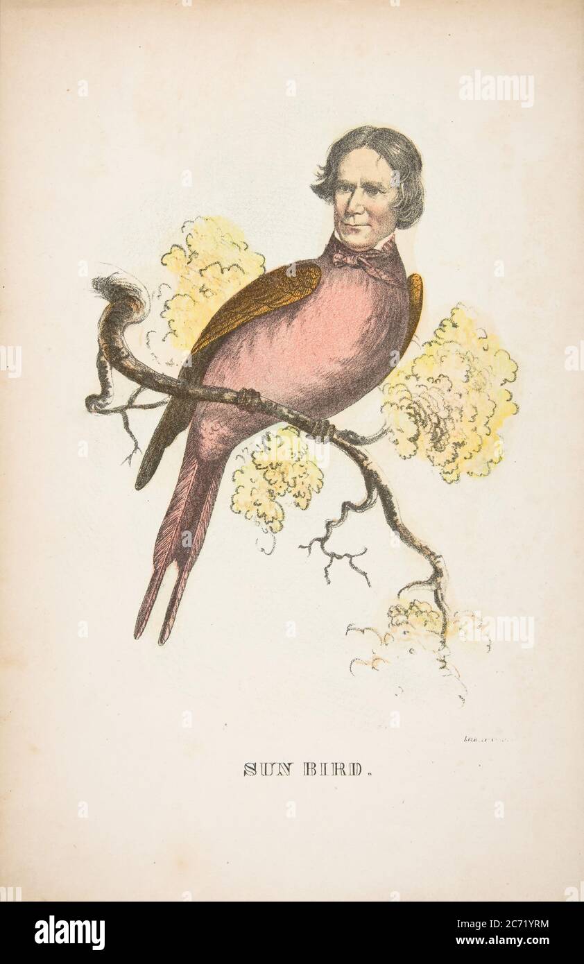 Wallace bird hi-res stock photography and images - Alamy