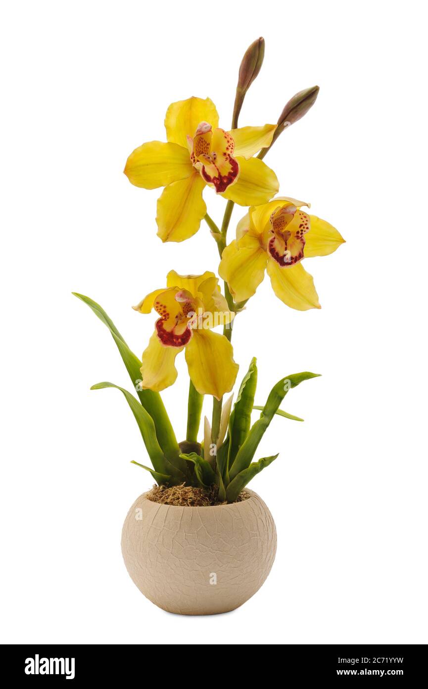 Orchid flower vase Cut Out Stock Images & Pictures - Alamy