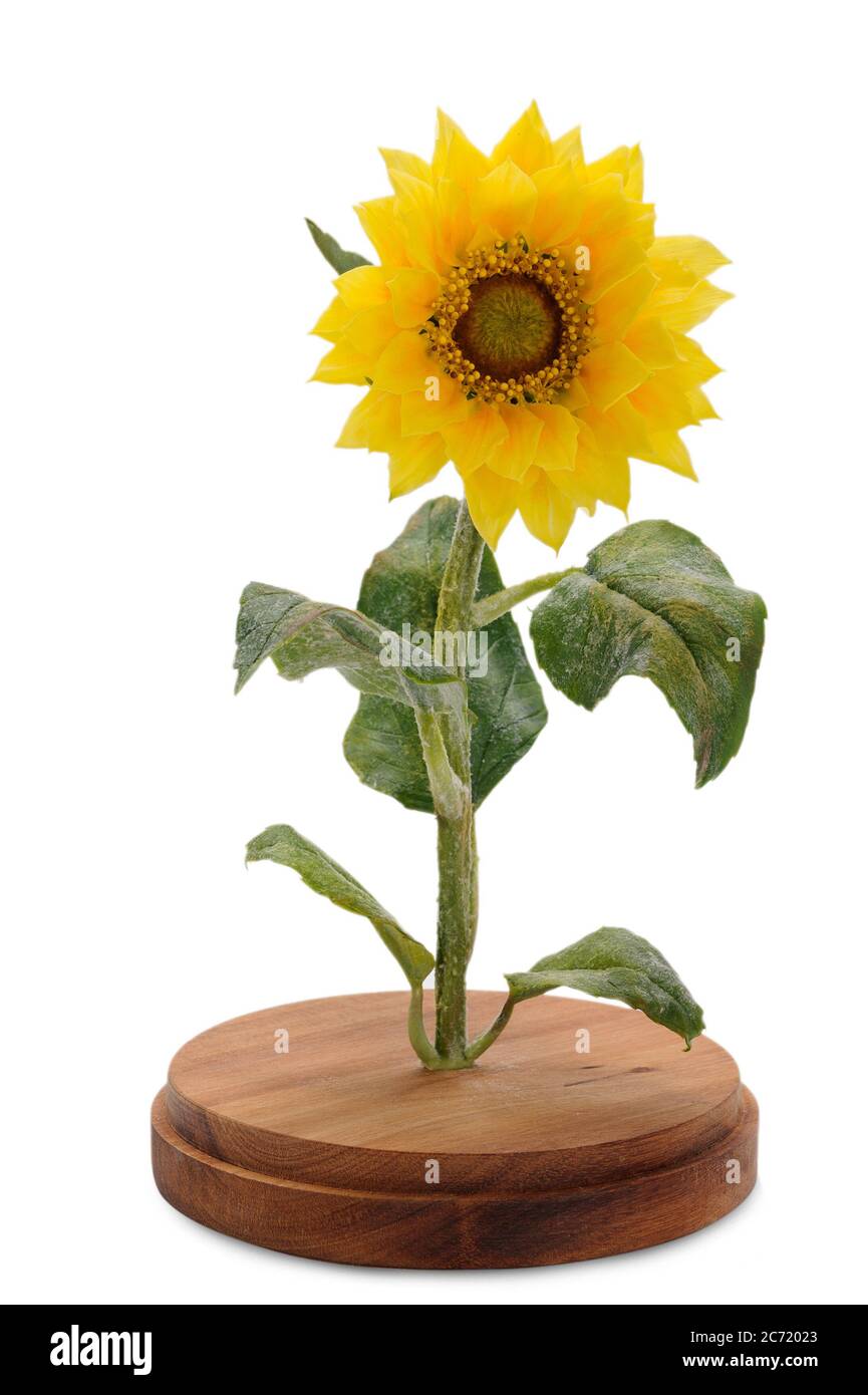 Rain on flower petal Cut Out Stock Images & Pictures - Alamy