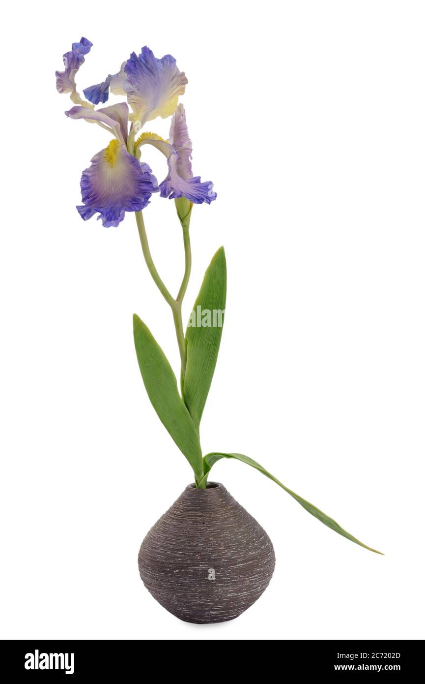 White blue iris in Cut Out Stock Images & Pictures - Alamy