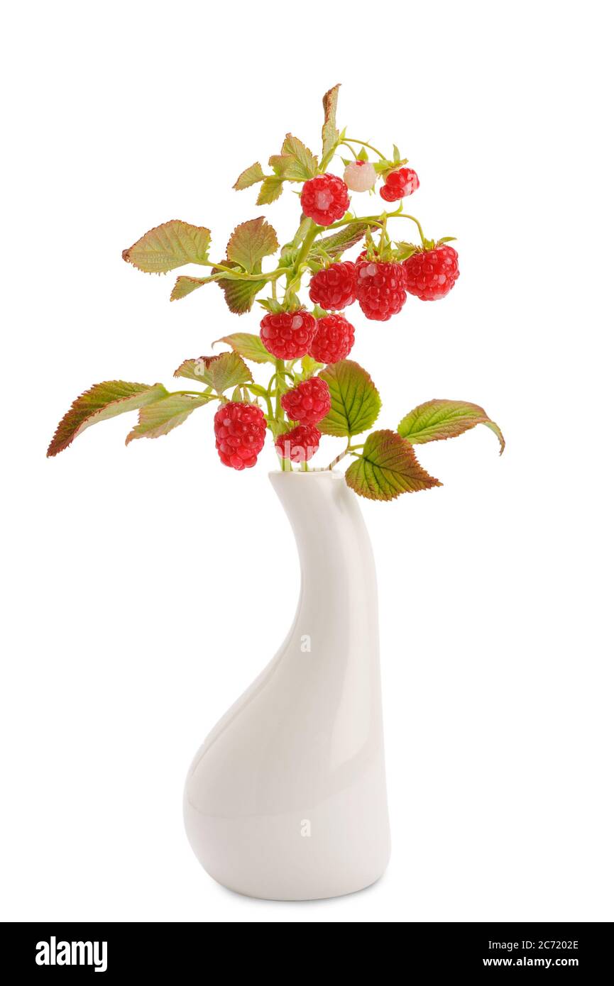 Forest background vertical Cut Out Stock Images & Pictures - Alamy