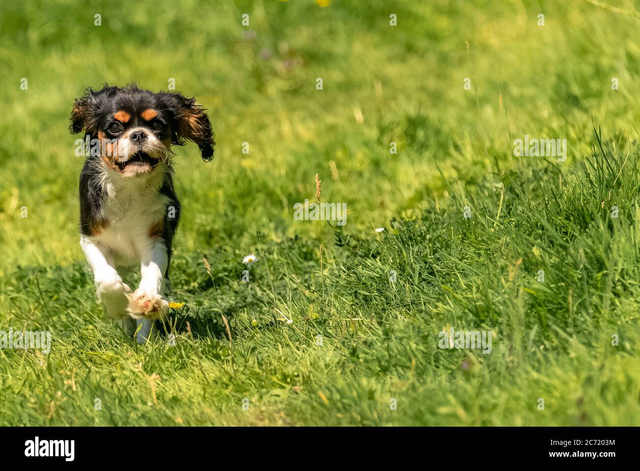 A dog cavalier king charles, a cute puppy running in a field in spring ...