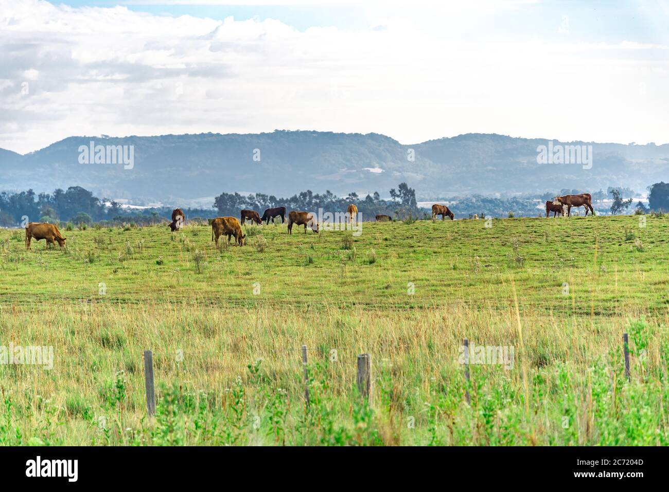 Oxen and cows on a farm in Brazil. Farm animals. Rural landscape and ...