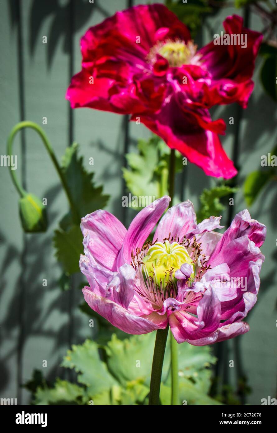Two poppies, red and pink, Breadseed poppies Stock Photo - Alamy