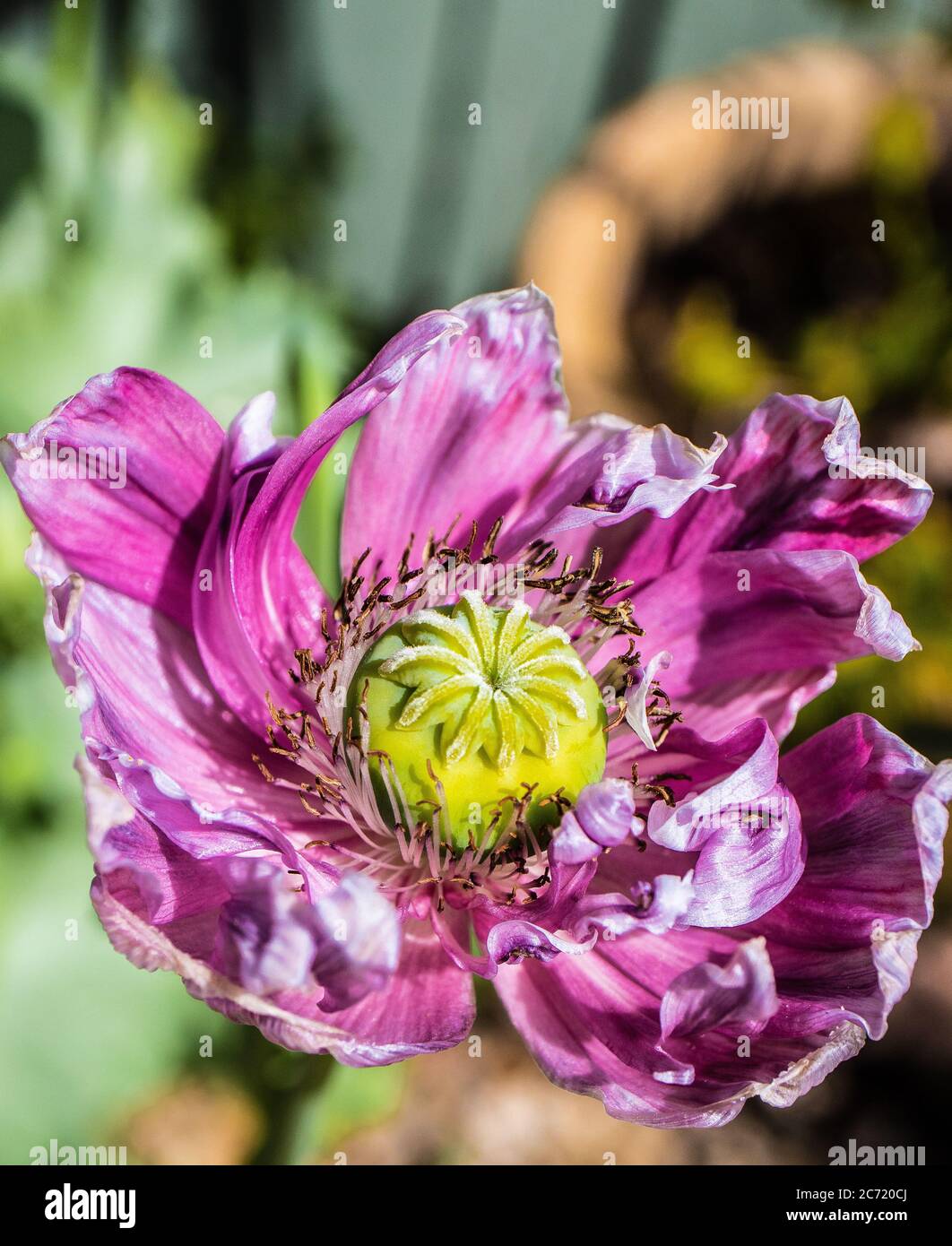 Hungarian Blue Poppy, Breadseed Poppy, Close up flower head Stock Photo ...