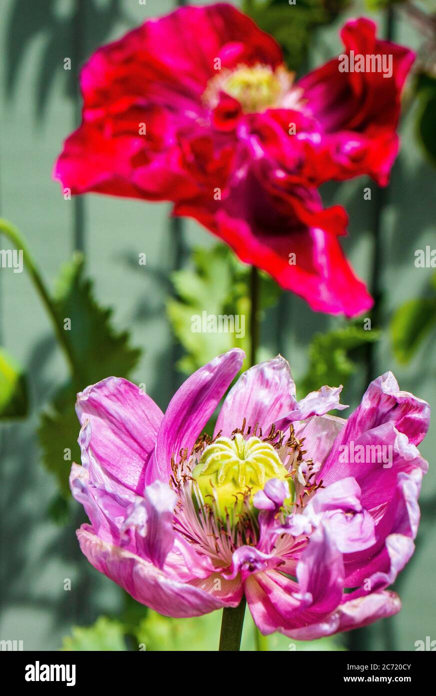 Two poppy flowers hi-res stock photography and images - Alamy